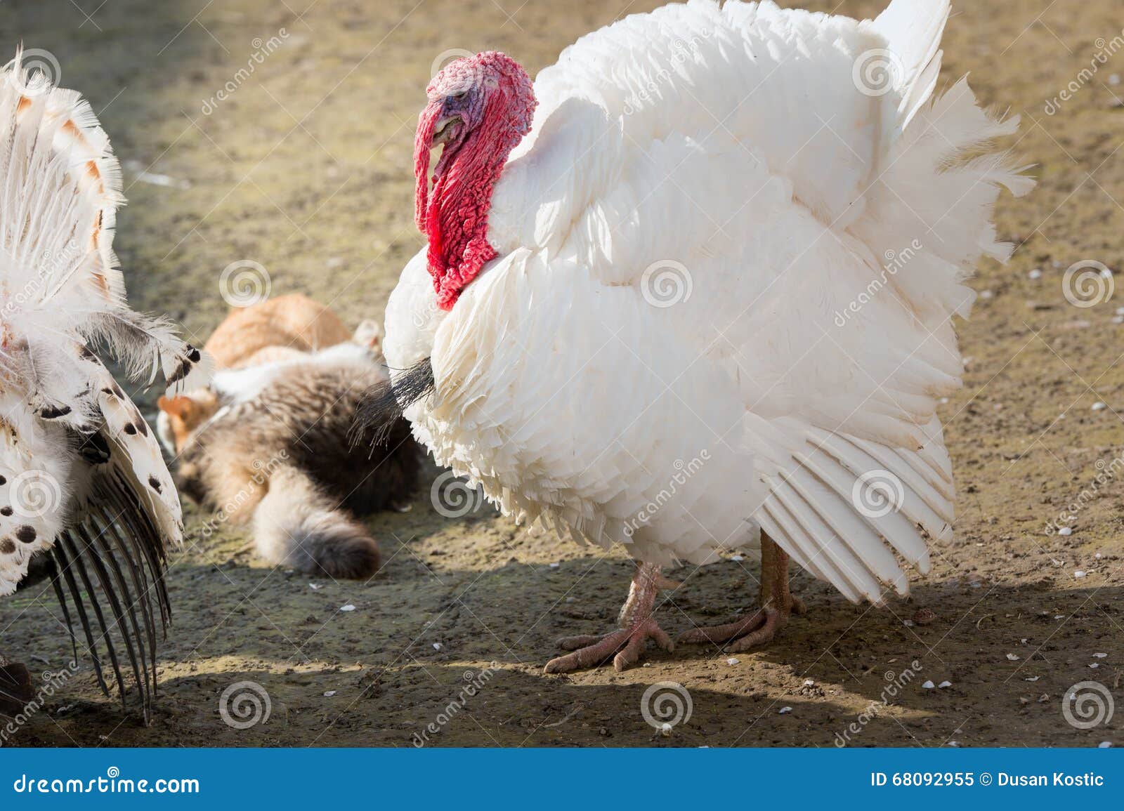 Beautiful turkey bird stock image. Image of beak, passing - 68092955