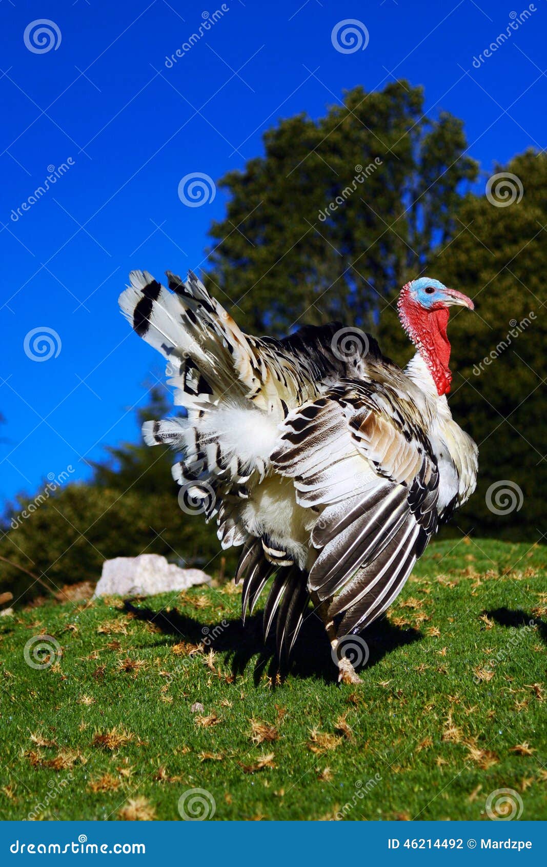 Beautiful Turkey in the Forest Stock Photo - Image of country, grass ...