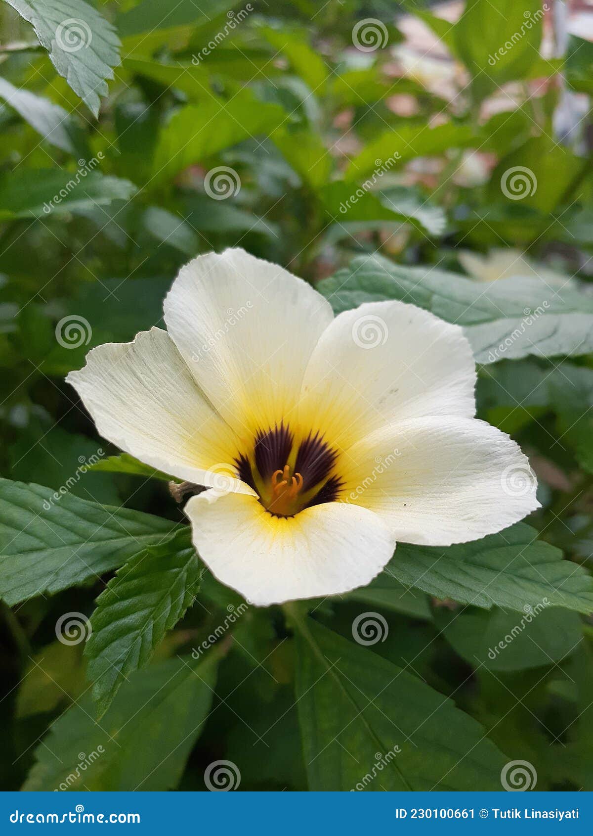 The Beautiful Turnera Subulata Flower in the Yard Stock Image - Image ...