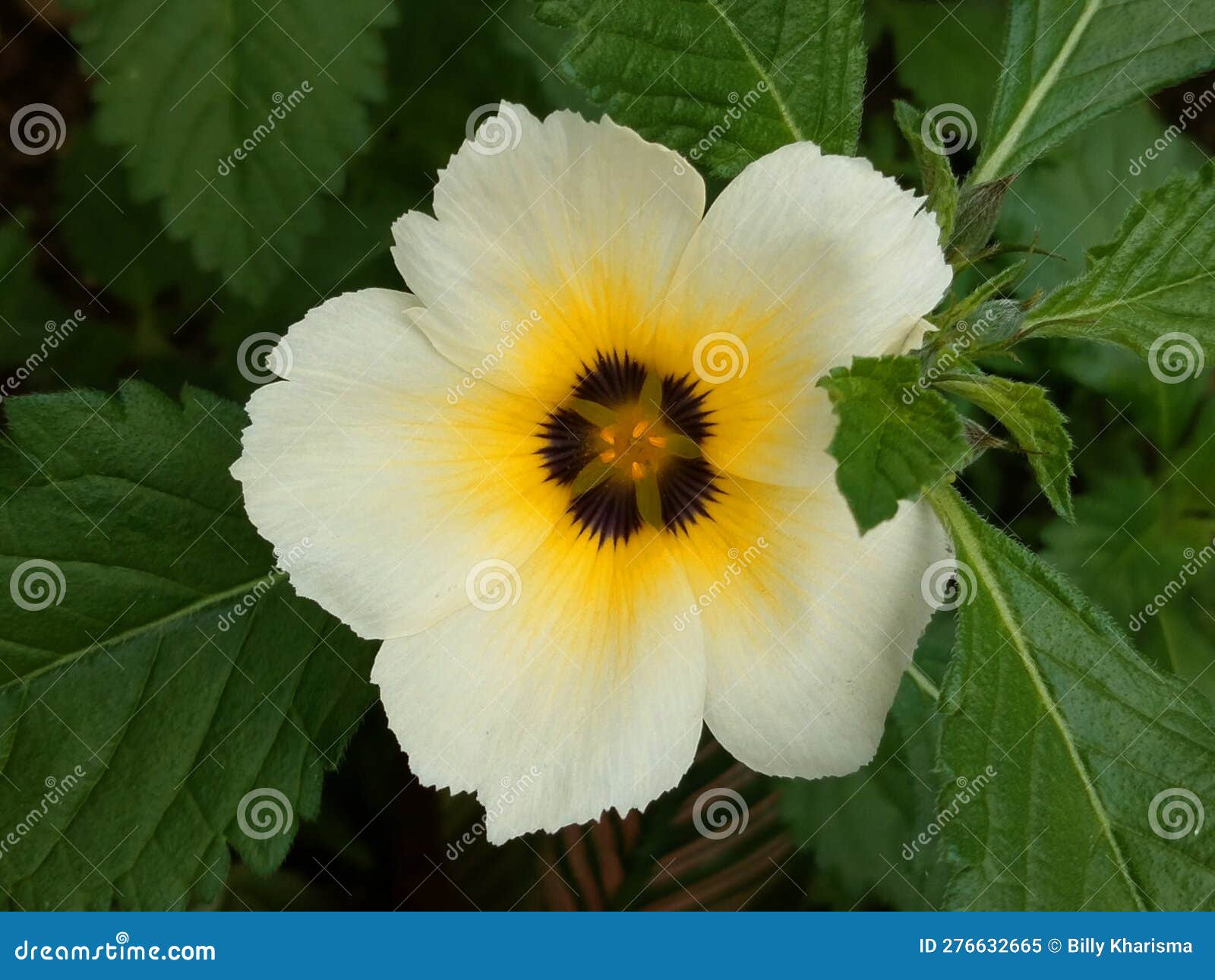 Beautiful Turnera Ulmifolia Flowers Stock Image - Image of turnera ...