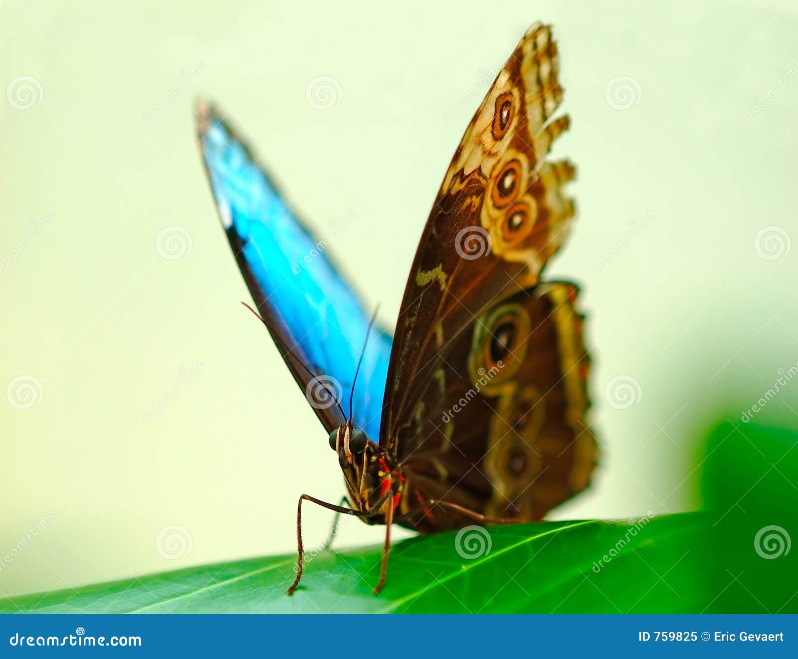 A Beautiful Turquoise Butterfly Stock Image - Image of colorful, close ...
