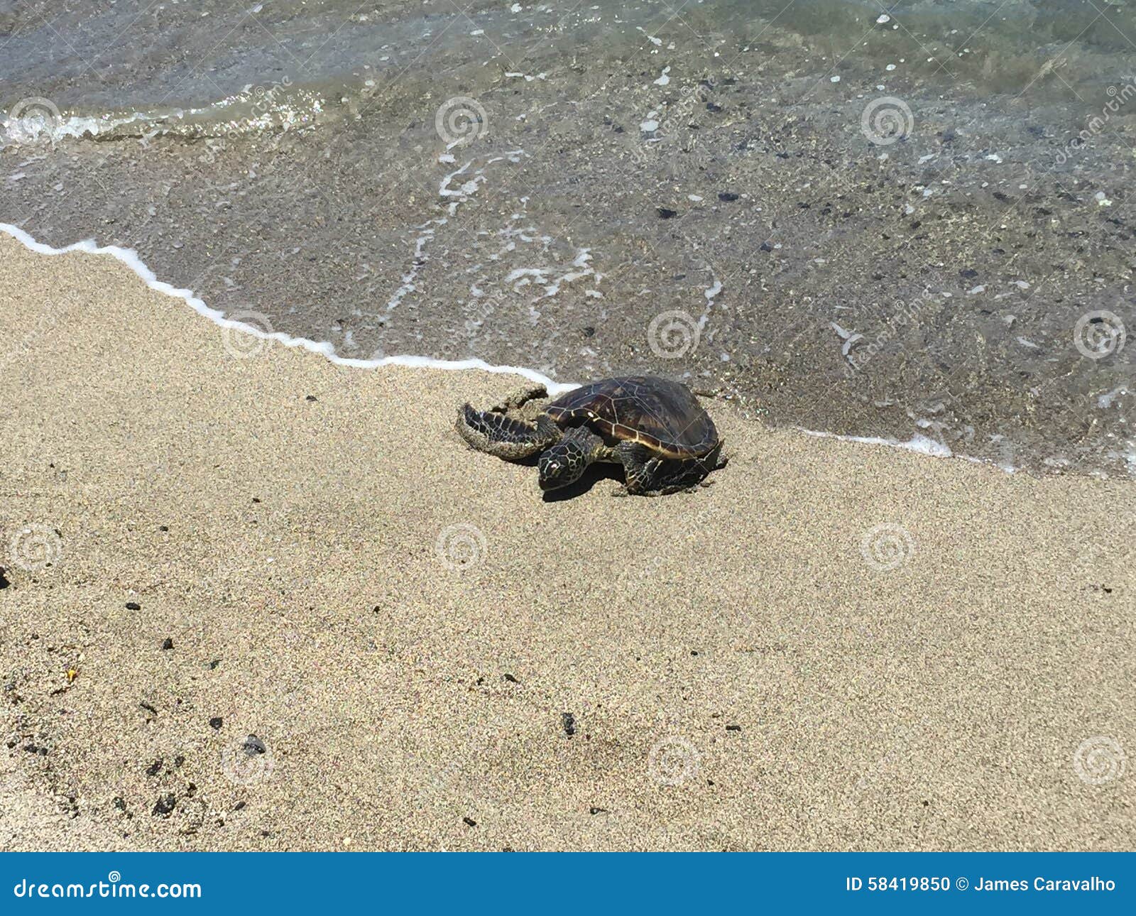 A Beautiful Turtle Coming Out of the Water Stock Photo - Image of water ...
