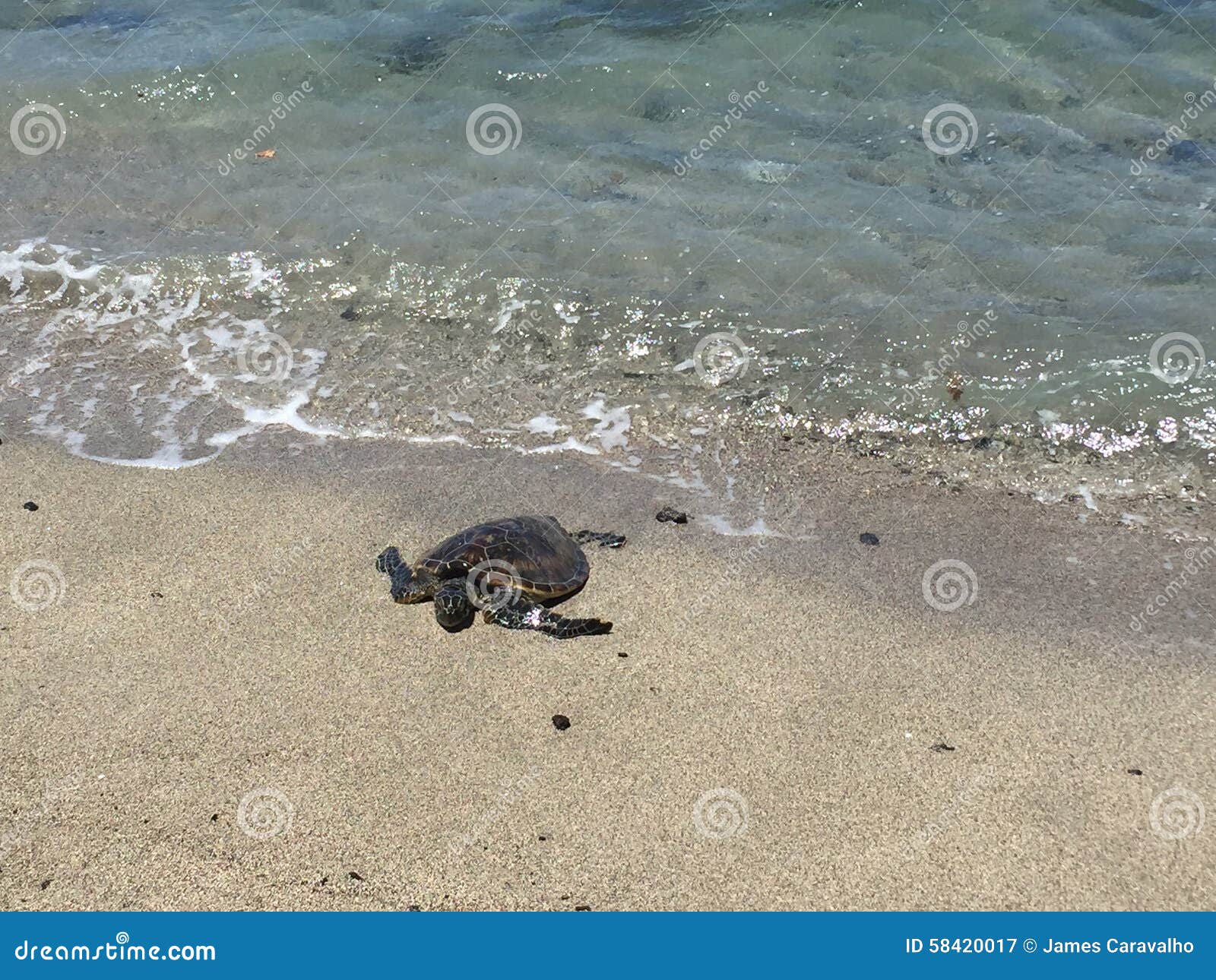 A Beautiful Turtle Coming Out of the Water Stock Image - Image of ...