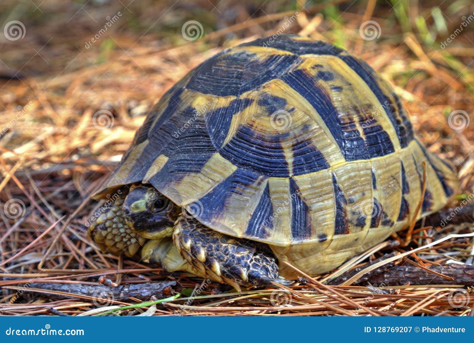 Beautiful Turtle in the Forest Stock Image - Image of exotic, fresh ...
