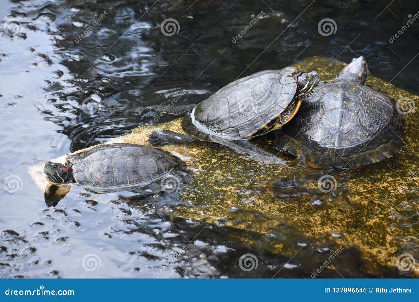 A Beautiful Turtle stock photo. Image of america, animal - 137896646