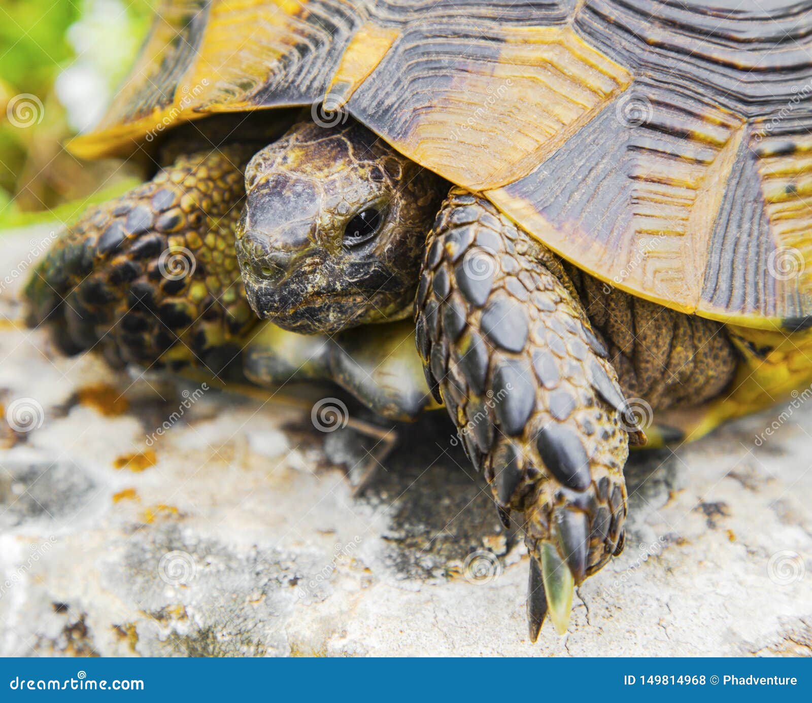 Beautiful Turtle in the Wild Stock Photo - Image of park, beautiful ...