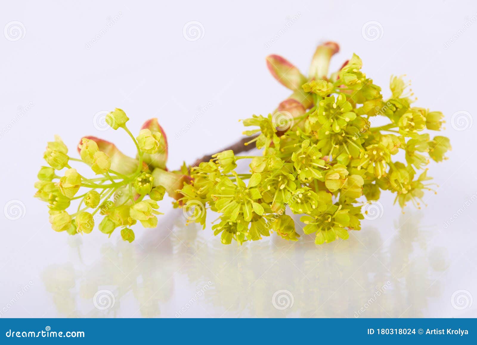 Beautiful Twig of Maple Tree Isolated Stock Photo - Image of background ...