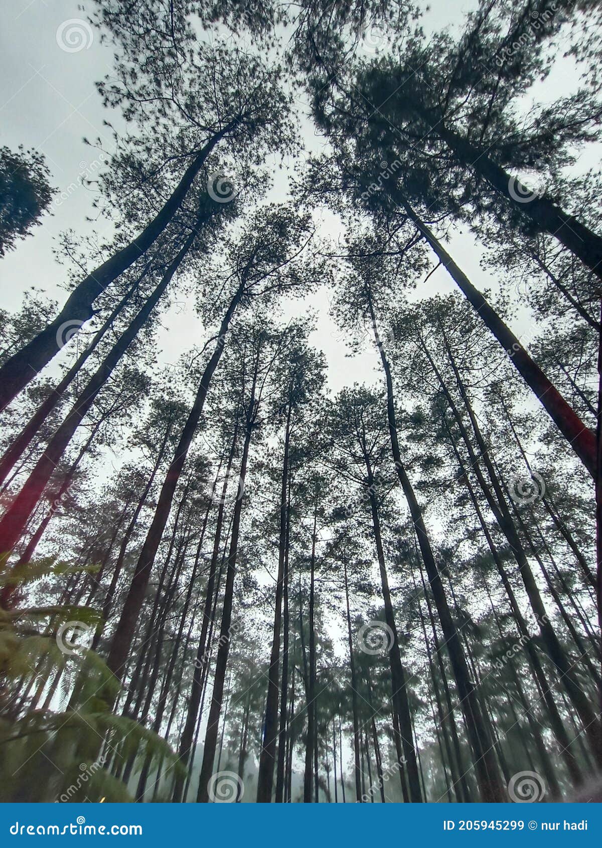 Beautiful Twilight and Cool Weather Stock Image - Image of line, winter ...