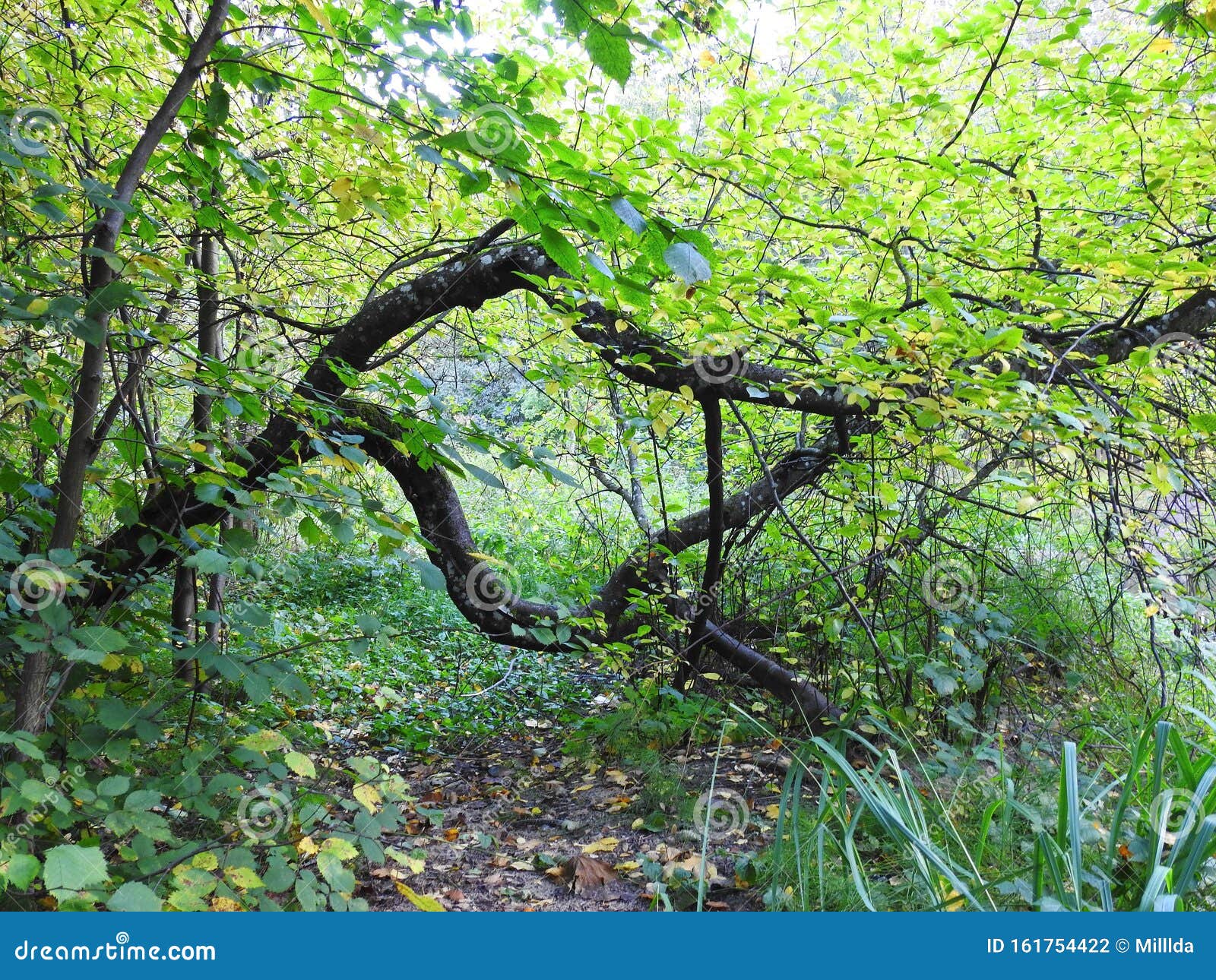 Beautiful Twisted Tree on Path, Lithuania Stock Photo - Image of summer ...