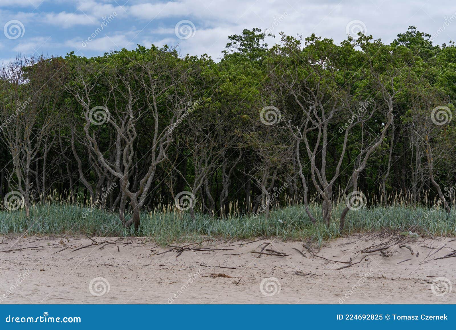Beautiful Twisted Trees Growing Right Next To the Sandy Hot Beach Stock ...