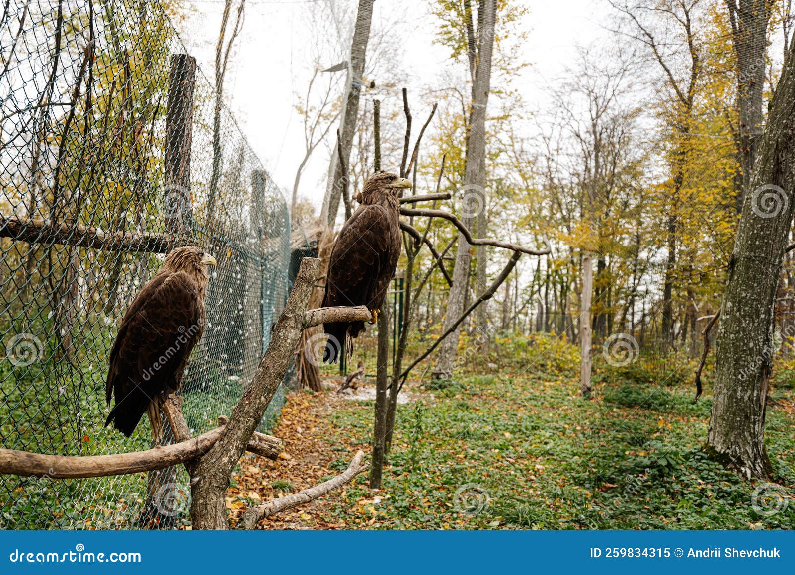 Beautiful Two Brown Eagles Standing in a Cage at Autumn Forest Stock ...