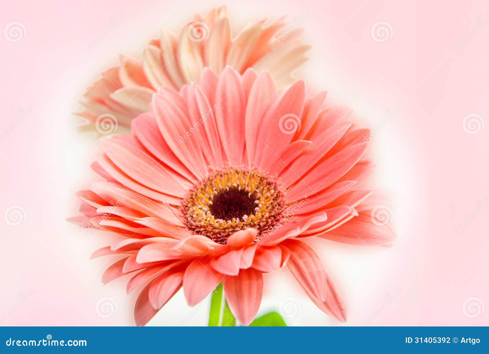 Beautiful Two Colorful Gerbera Flower. Stock Photo - Image of flower ...
