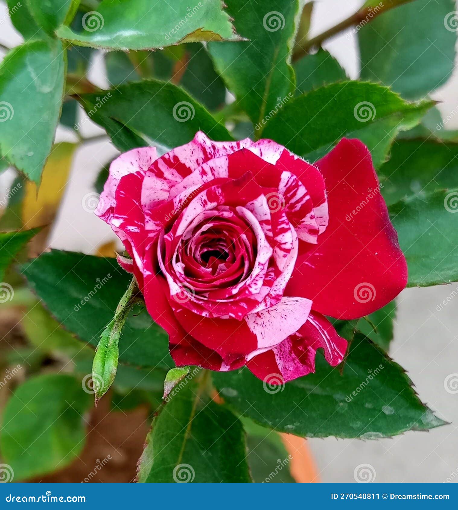 Beautiful two colours Rose stock image. Image of blossom - 270540811