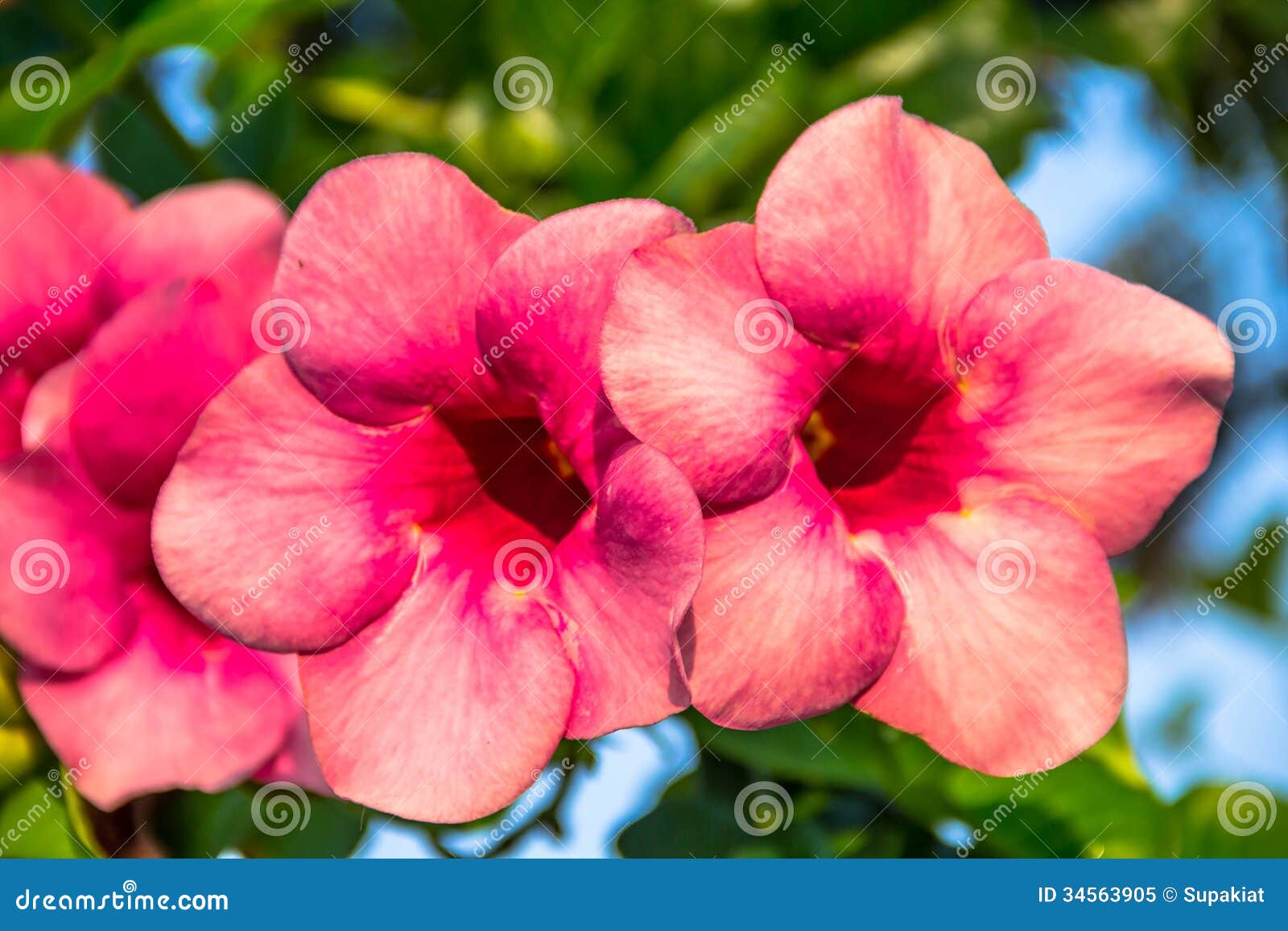 Beautiful Two Pink Flowers. Stock Image - Image of nature, summer: 34563905