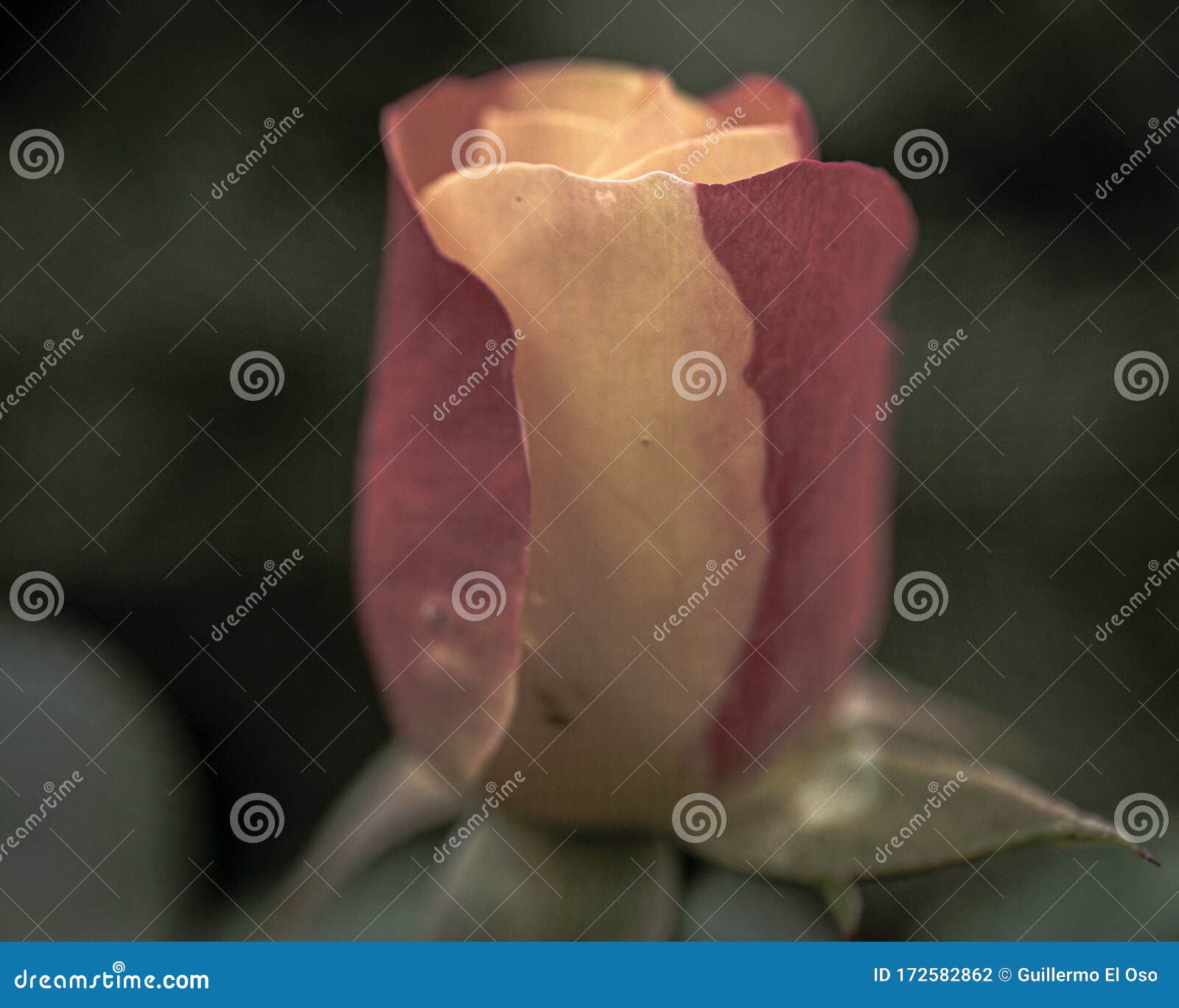 Beautiful Two-tone Rose As a Photo Stock Photo - Image of branch, leaf ...