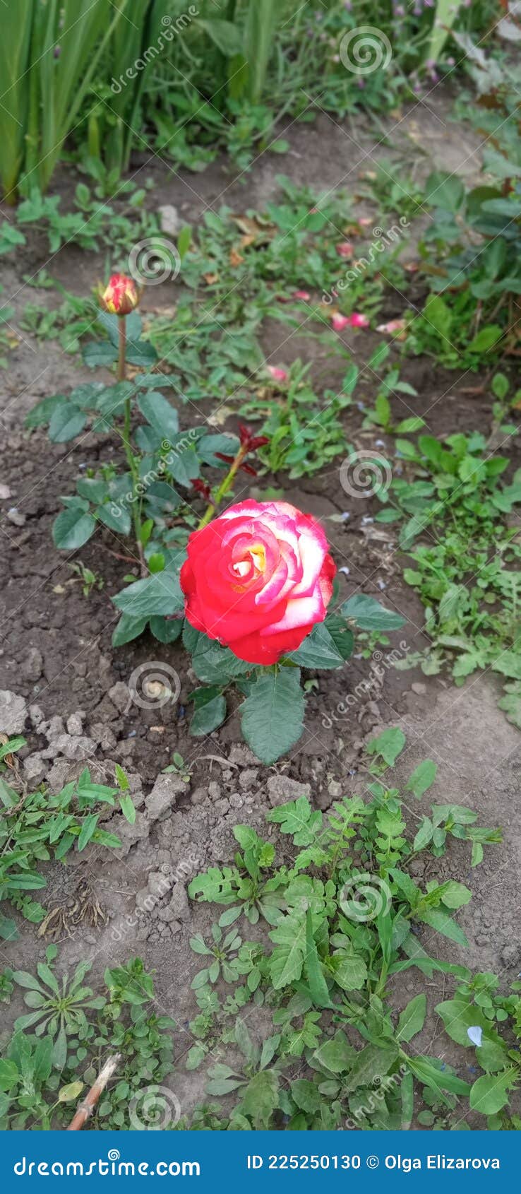 Beautiful two-tone rose stock photo. Image of tone, beautiful - 225250130