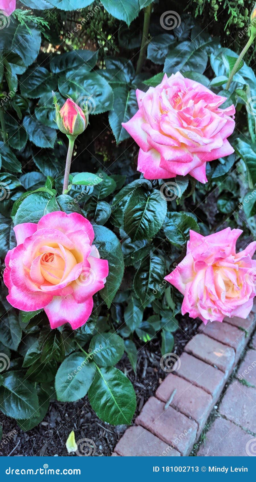 Two-toned Pink and Orange Roses Stock Image - Image of twotoned ...