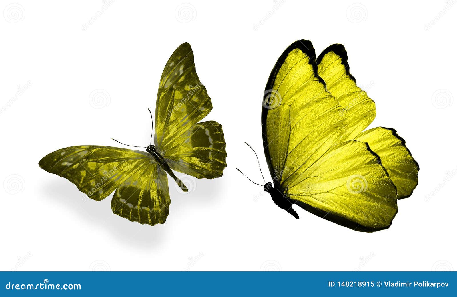 Beautiful Two Yellow Butterflies Isolated on White Background Stock ...