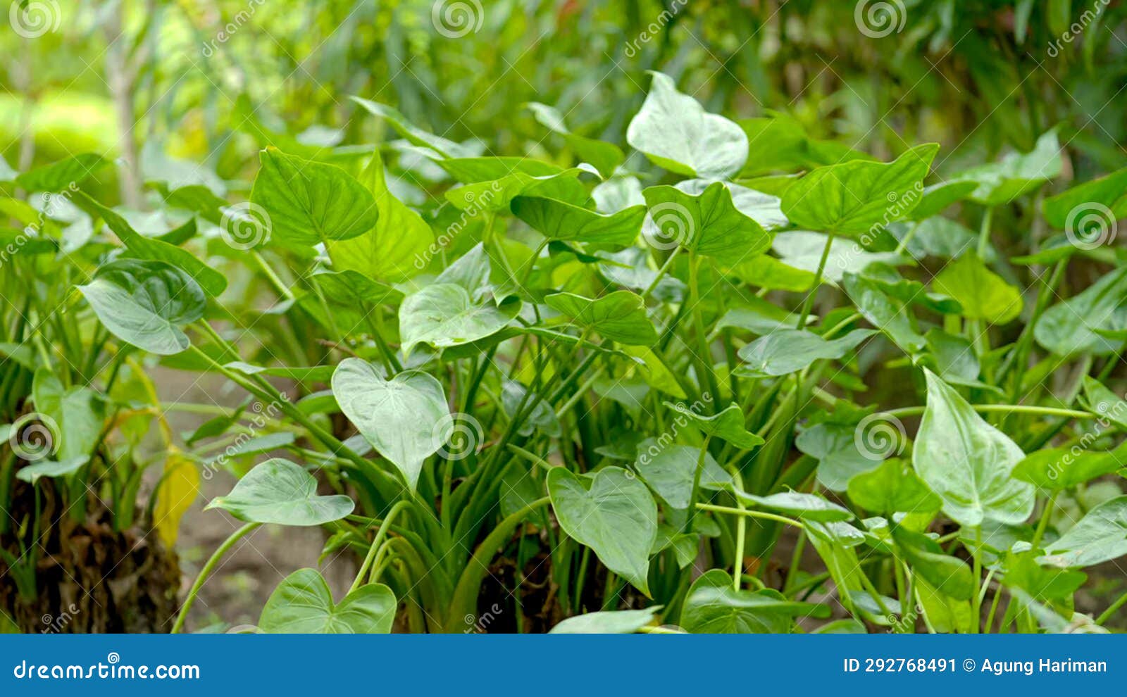 The Beautiful Typhonium Flagelliforme Plant Stock Image - Image of ...