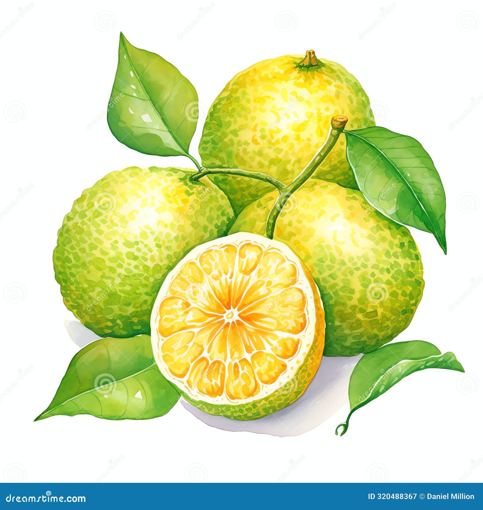 Beautiful Ugli Fruit Watercolor Clipart Illustration Stock Illustration ...