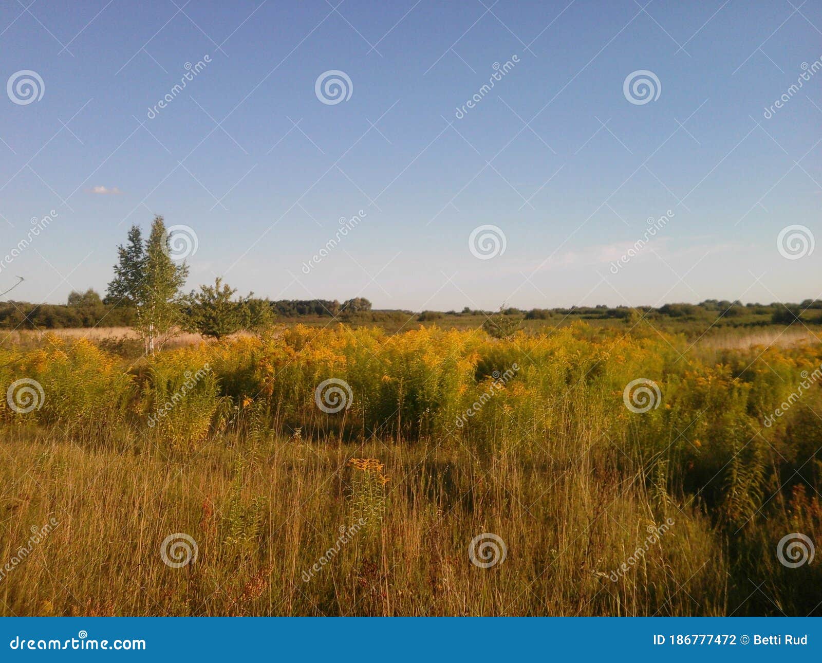 Beautiful Ukrainian field stock photo. Image of tropics - 186777472