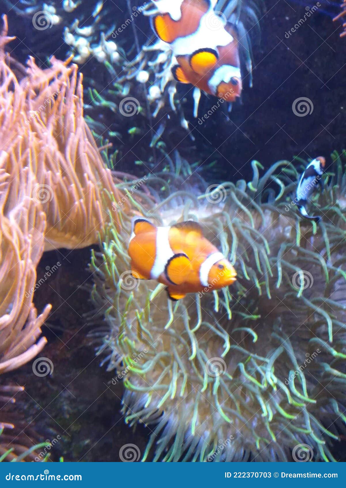 Beautiful under the sea stock image. Image of organism - 222370703