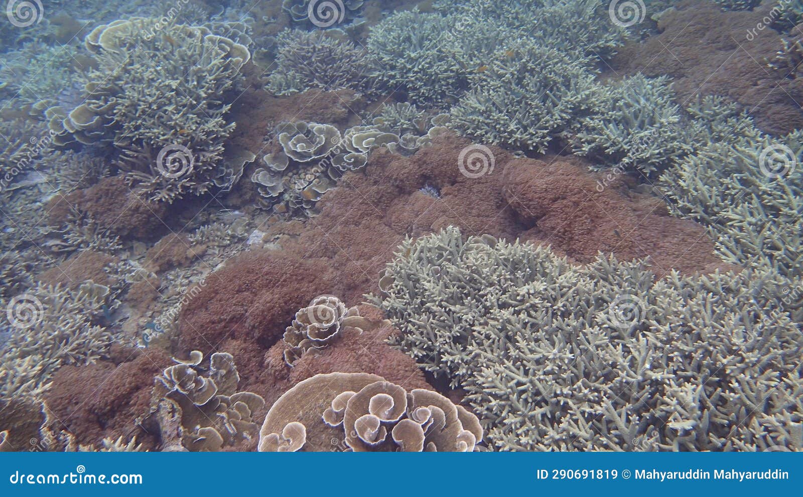 Beautiful Underwater Life Coral Reef Texture Stock Image - Image of ...