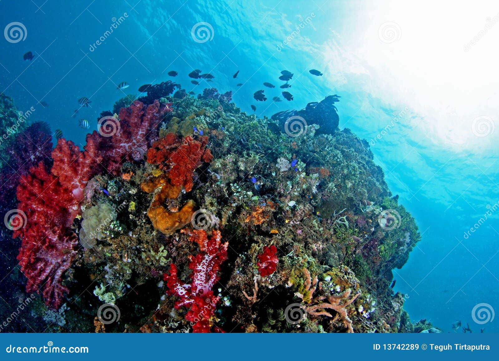 Beautiful underwater view stock image. Image of soft - 13742289