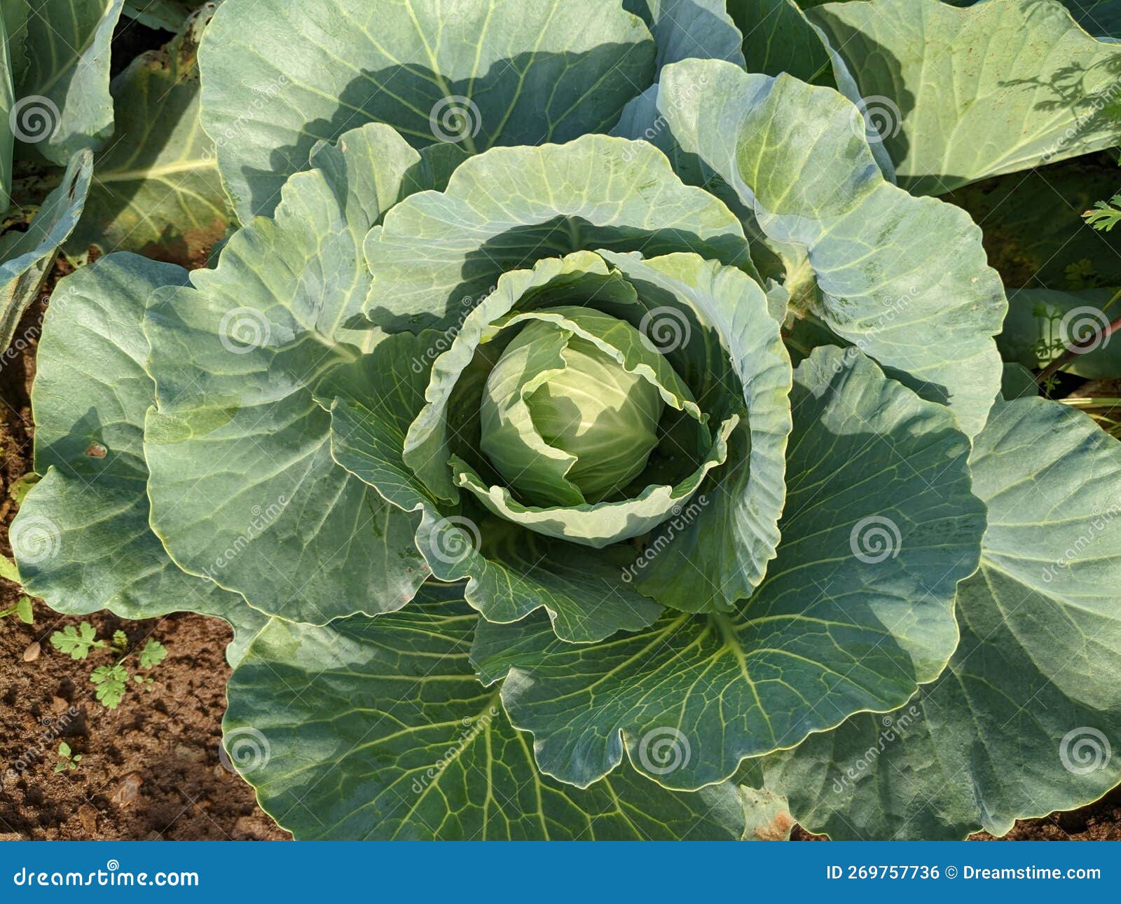 Beautiful unique cabbage stock photo. Image of green - 269757736