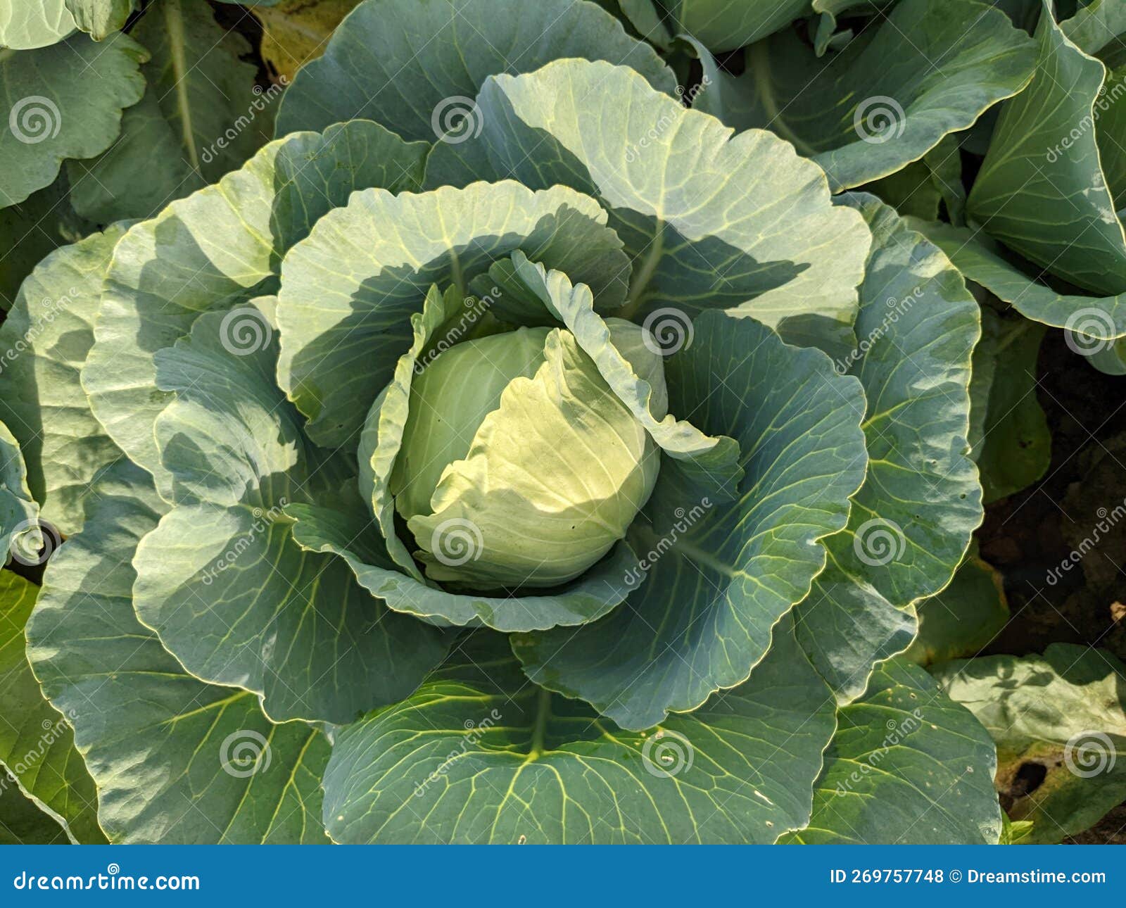 Beautiful unique cabbage stock photo. Image of herb - 269757748