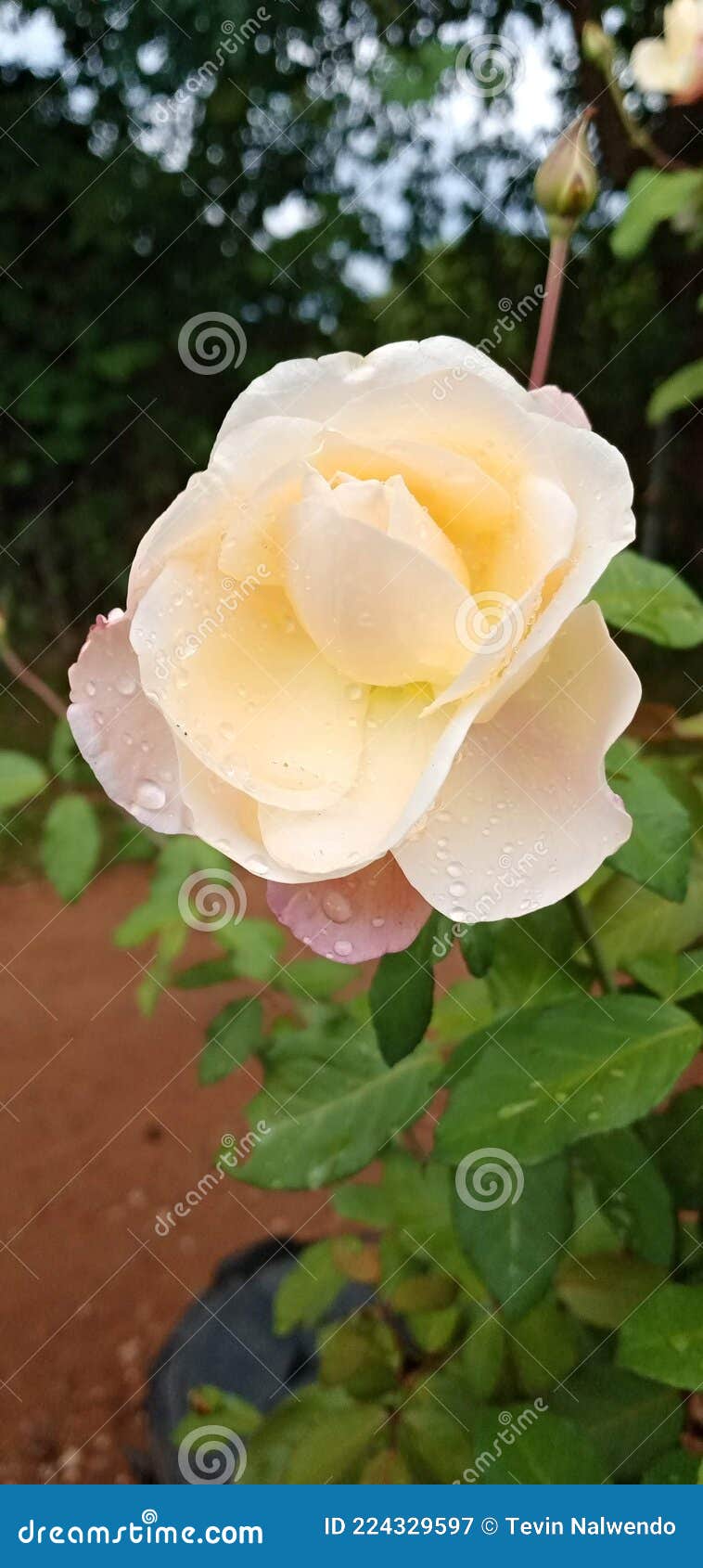 Beautiful and Unique Rose Flower. Stock Image - Image of rose ...