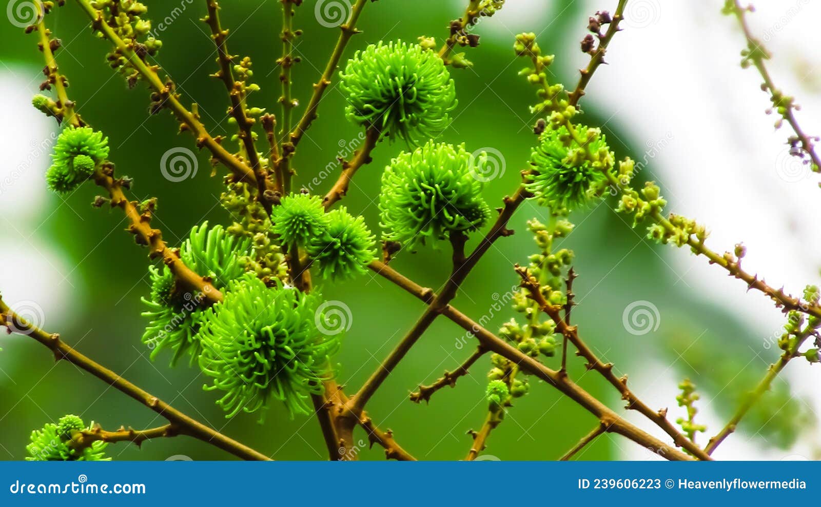 Beautiful Unripe Rambutan Fruit in the Tree with Flowers Stock Image ...
