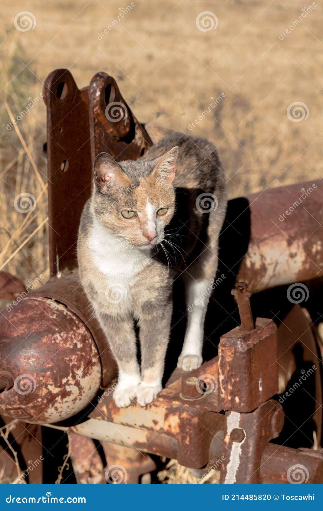 Beautiful Unusual Calico Cat Standing with Curiosity on a Rusty Farm ...