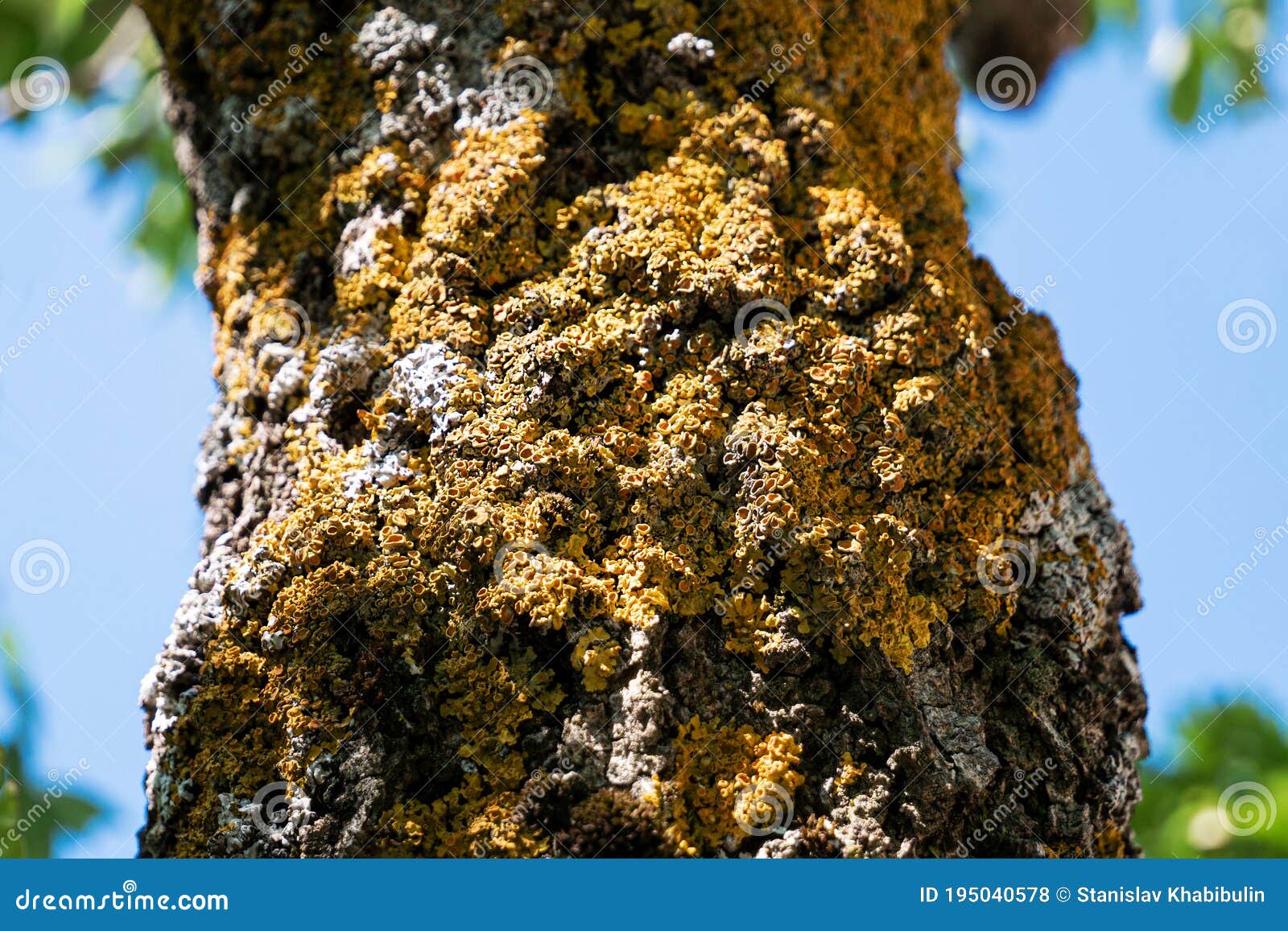 Beautiful Unusual Tree Bark Covered with Woody Mushrooms Stock Photo ...