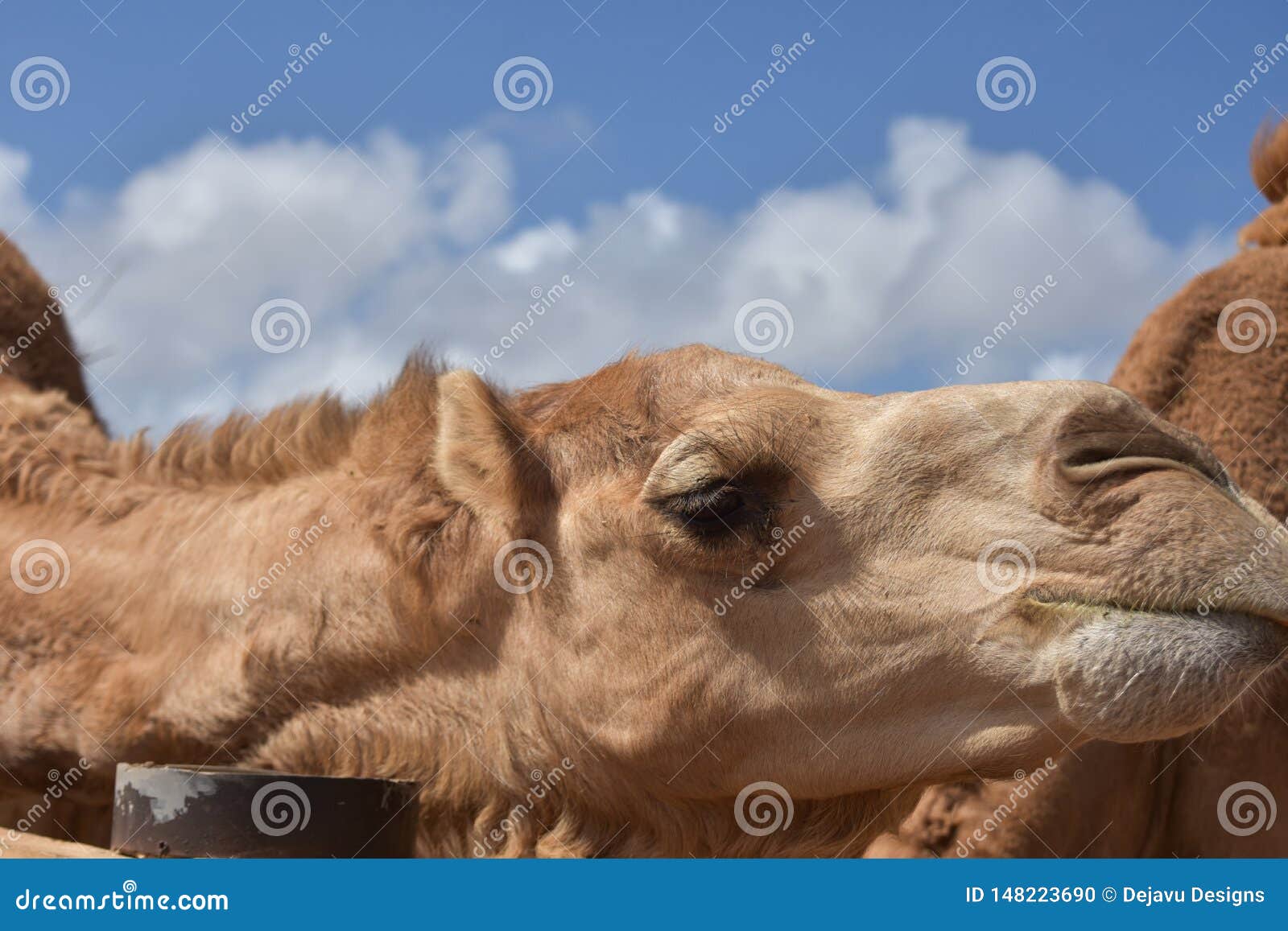 Beautiful Up Close Look at Cuddling Camels Stock Photo - Image of ...