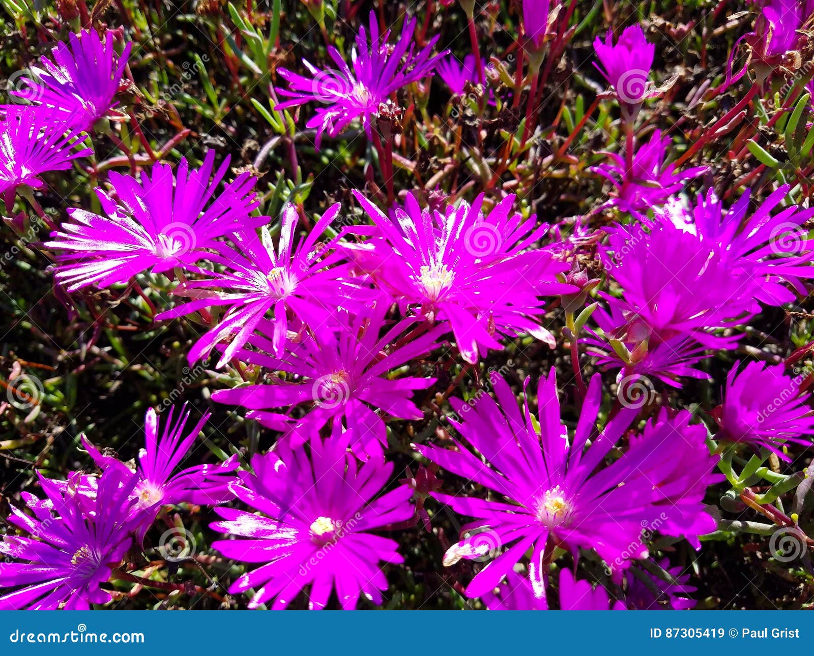 Beautiful Up Close Purple Flower Patch 4k Stock Image - Image of look ...