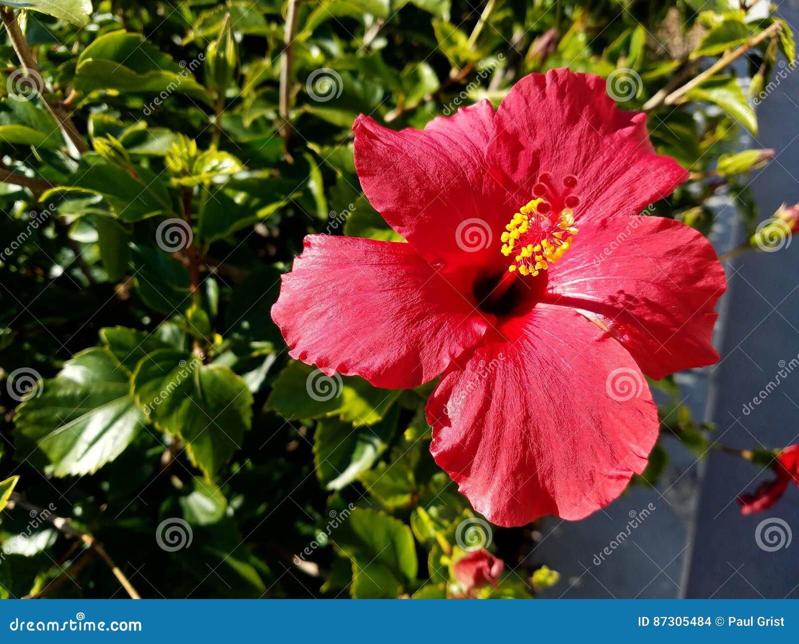 Beautiful Up Close of Red Yellow Hibisuc 4k Editorial Stock Image ...