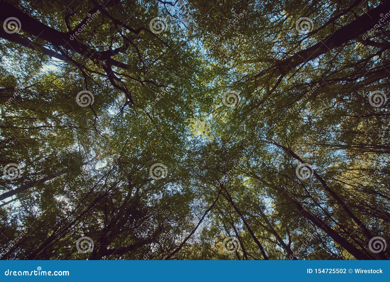 Beautiful Upshot of Tall Thick Trees in a Forest with Blue Sky in the ...