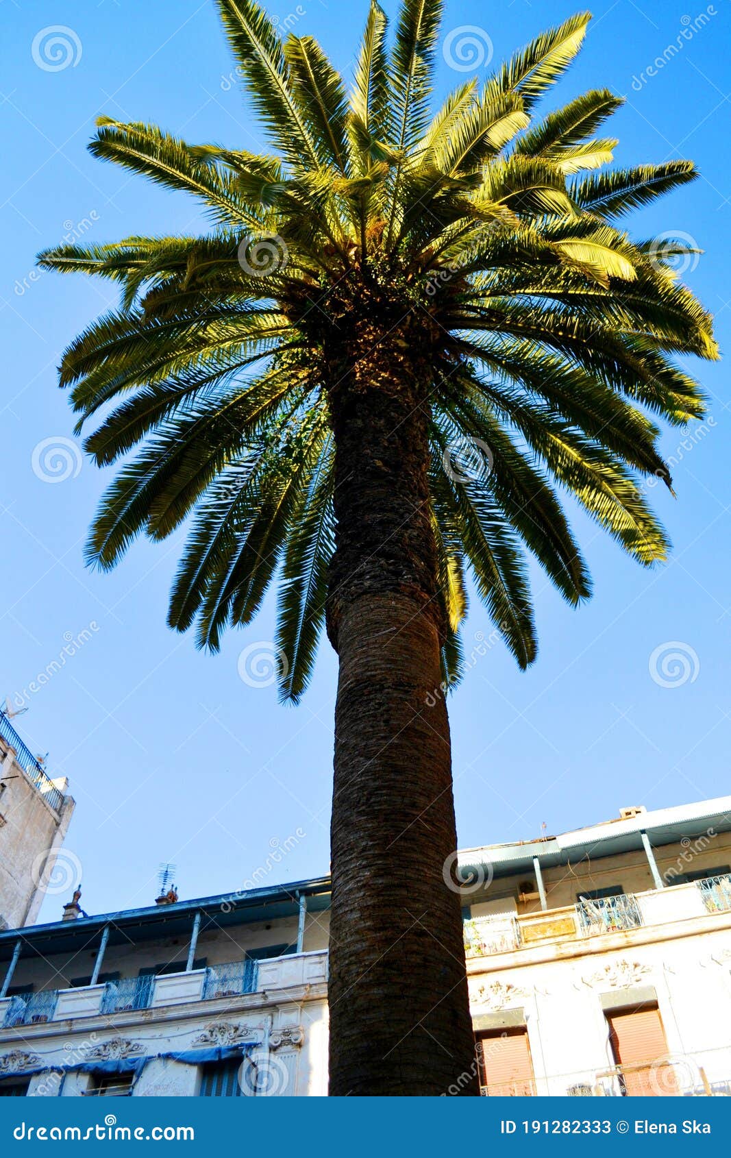 Beautiful urban palm tree stock image. Image of tree - 191282333