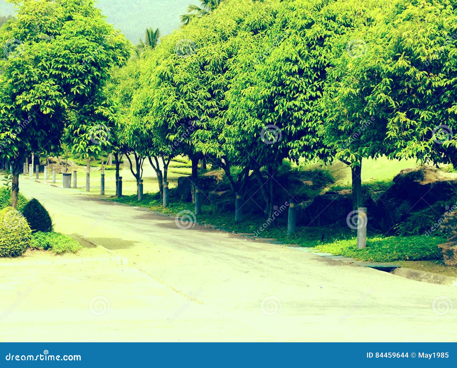 Beautiful Urban Road with Green Trees with Filter Color Stock Photo ...