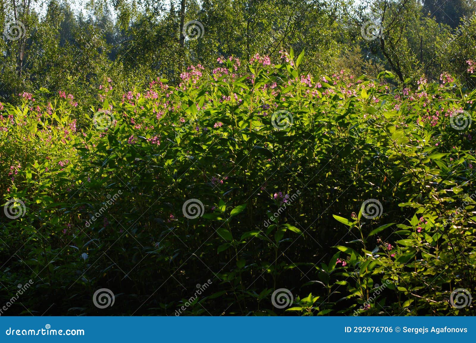 Garden Balsam (impatiens Balsamina). N 8. Stock Photo - Image of detail ... Garden Balsam (impatiens Balsamina). N 8. Stock Photo - Image of detail ...