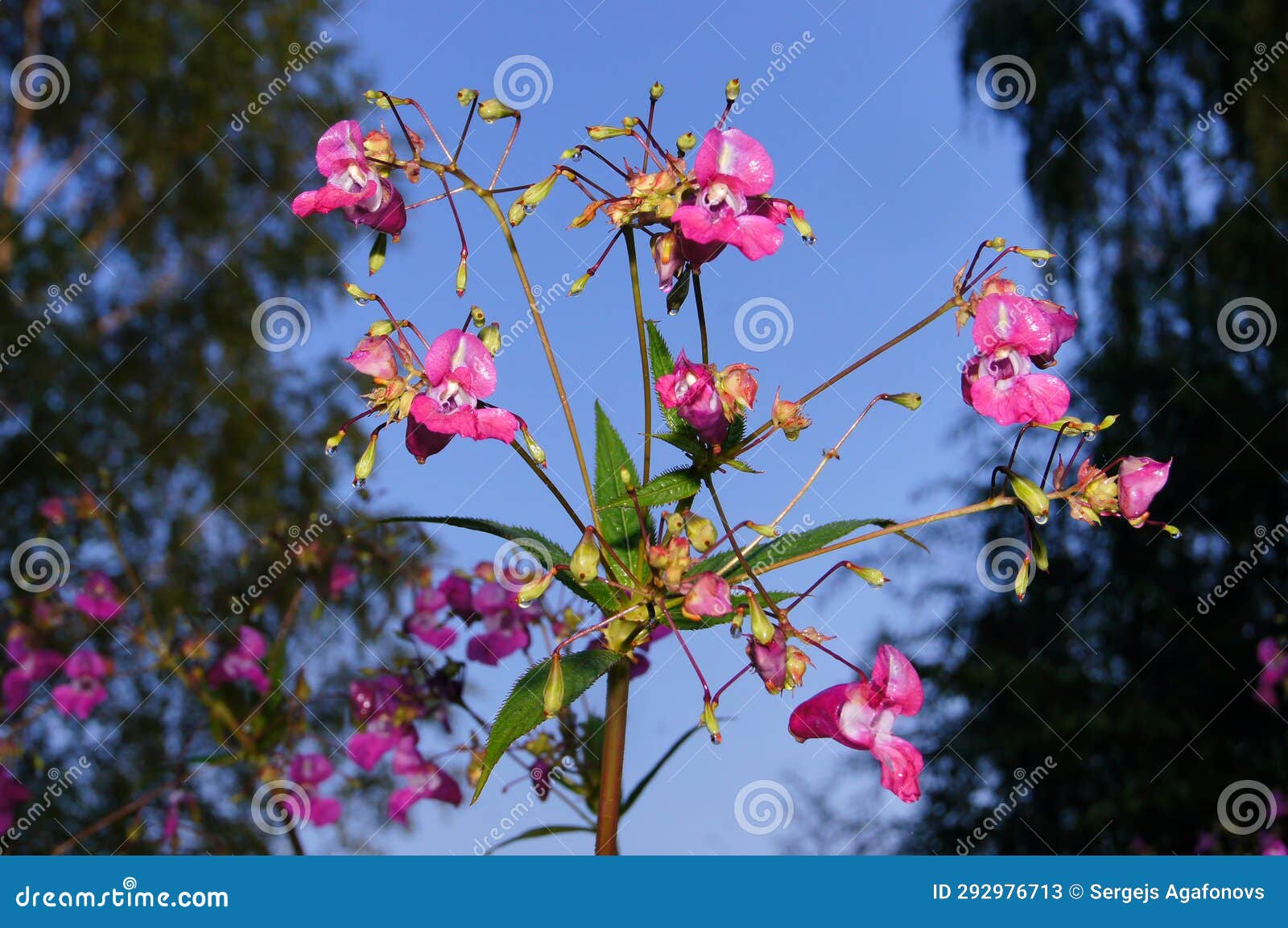 Garden Balsam (impatiens Balsamina). N 11. Stock Image - Image of ... Garden Balsam (impatiens Balsamina). N 11. Stock Image - Image of ...