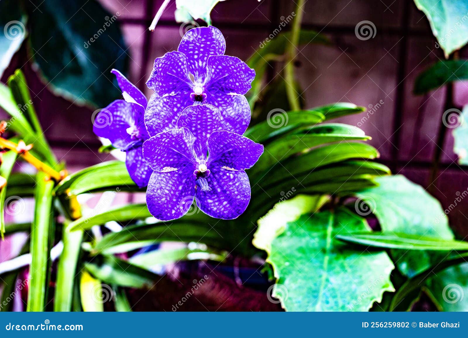 Beautiful Vanda stock photo. Image of orchid, flower - 256259802