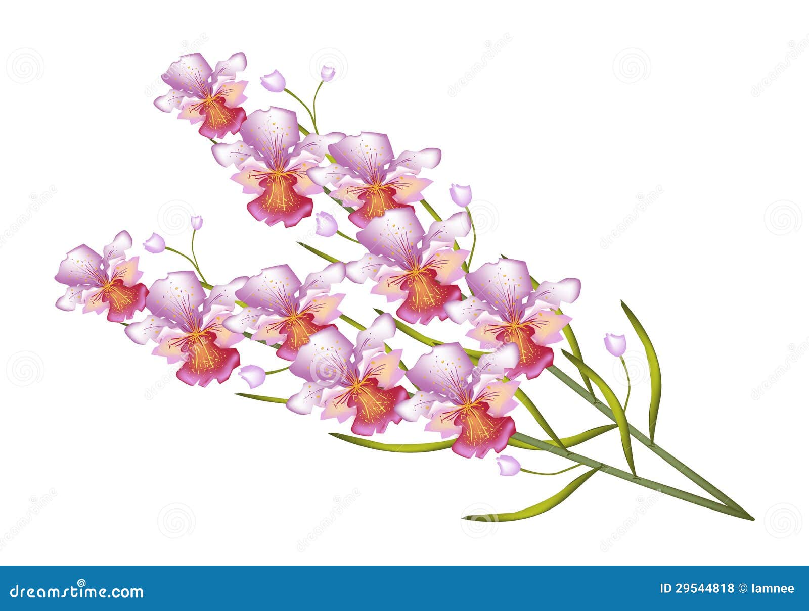 Beautiful Vanda Orchid Isolated on White Backgroun Stock Vector ...