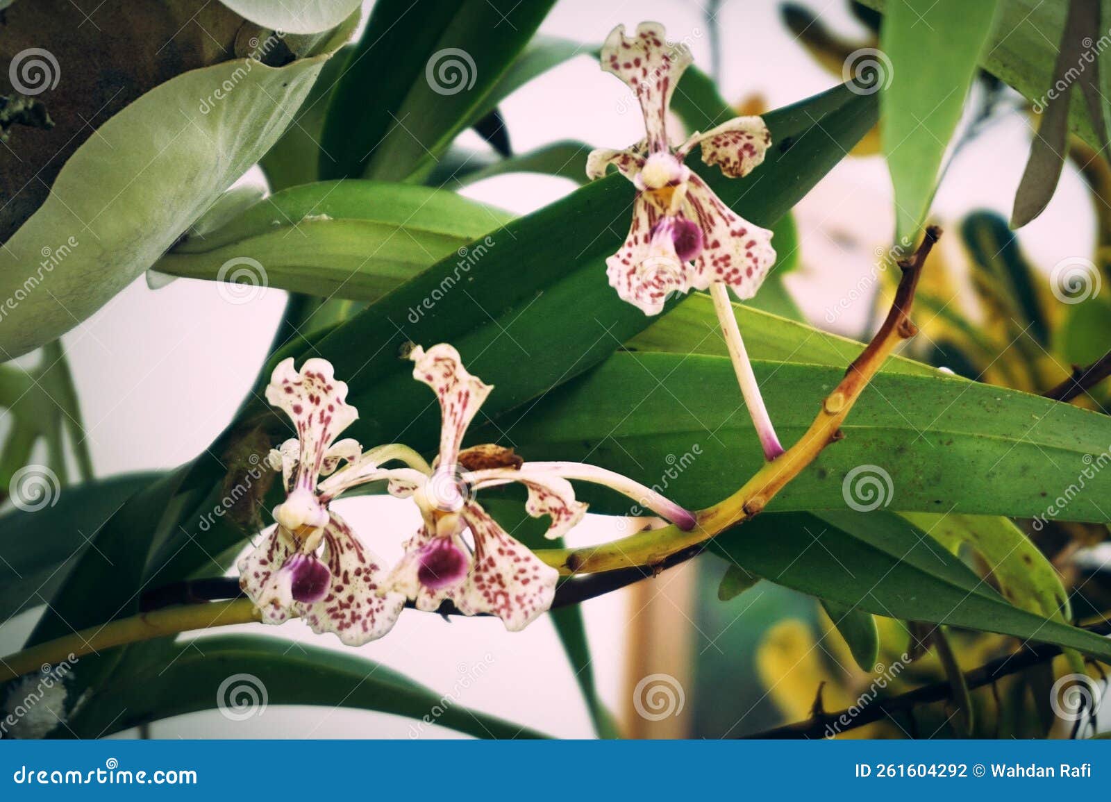 Beautiful Vanda Tricolor in the Garden Stock Photo - Image of nature ...