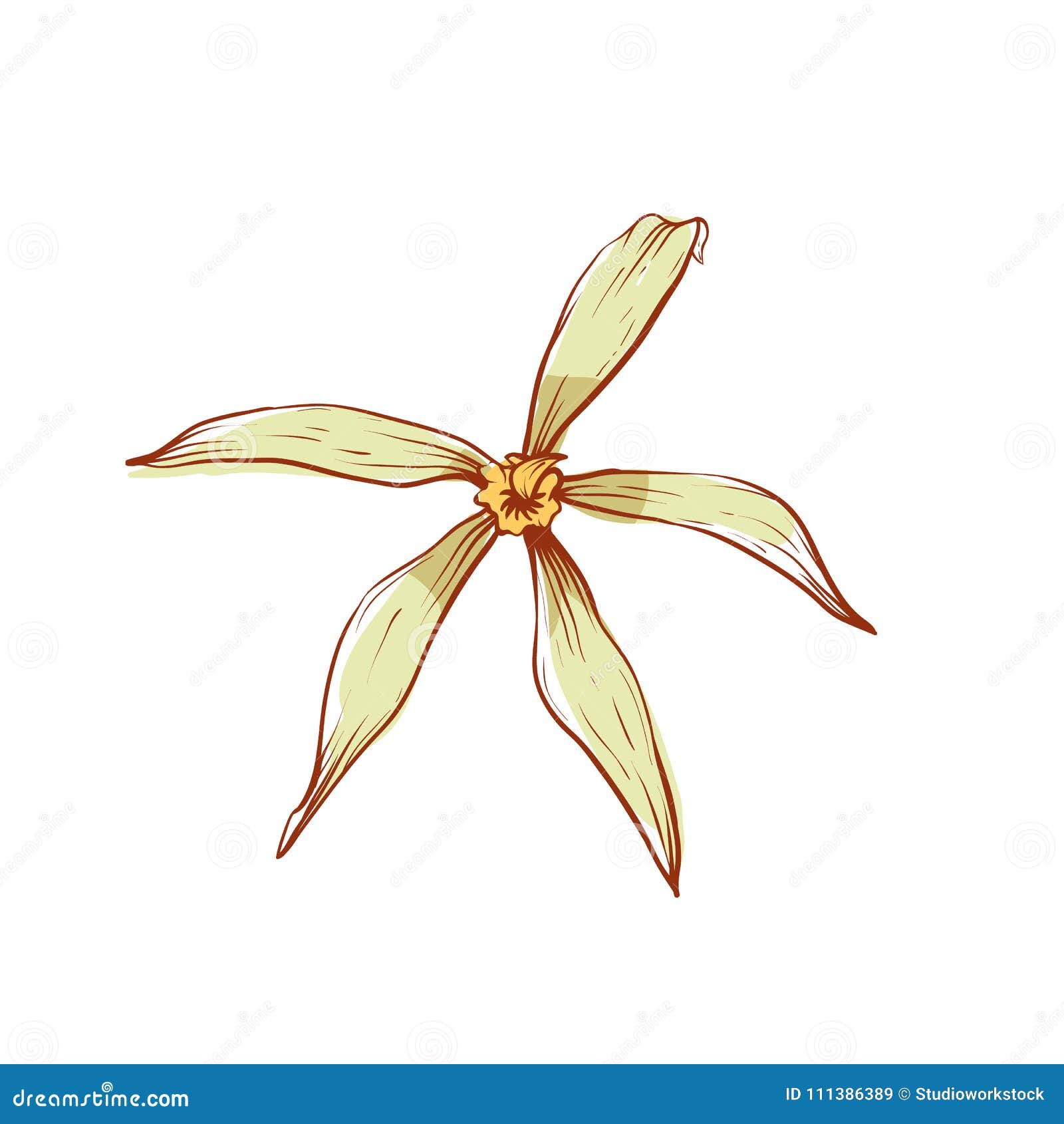 Beautiful Vanilla Flower Isolated Vector Icon Stock Vector ... Beautiful Vanilla Flower Isolated Vector Icon Stock Vector ...