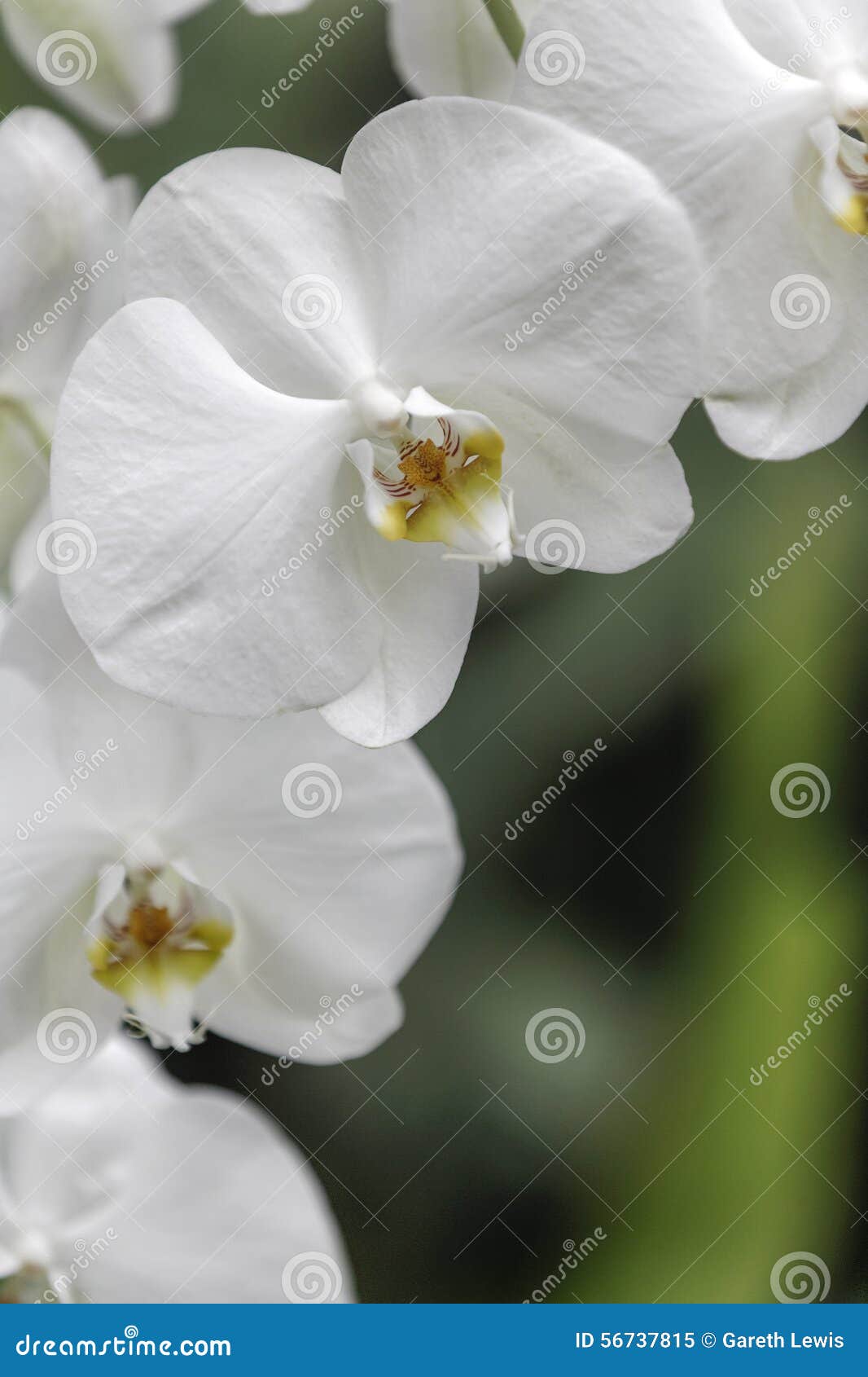 Beautiful Vanilla Orchid stock image. Image of pattern - 56737815