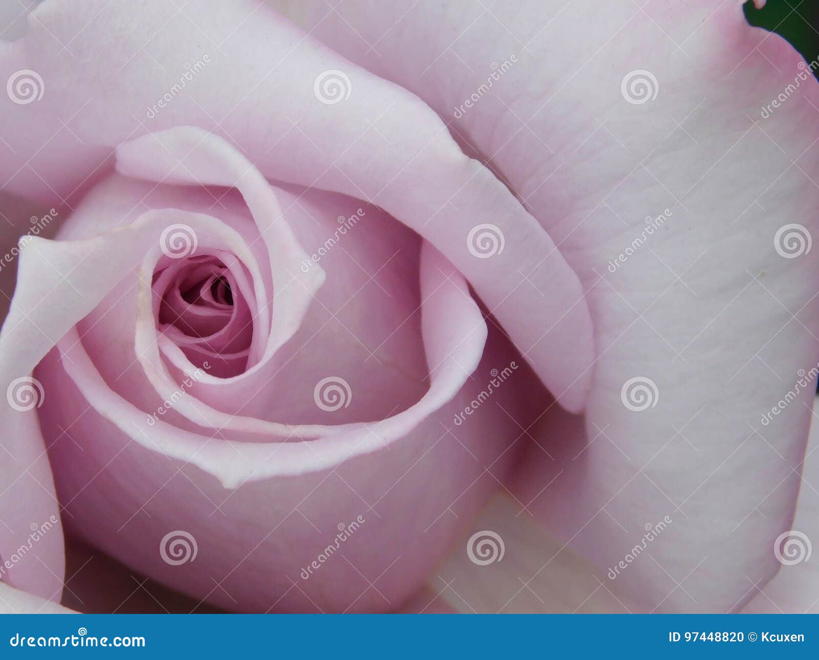 Beautiful Varietal Pastel-pink Rose Stock Photo - Image of pastel, pink ...