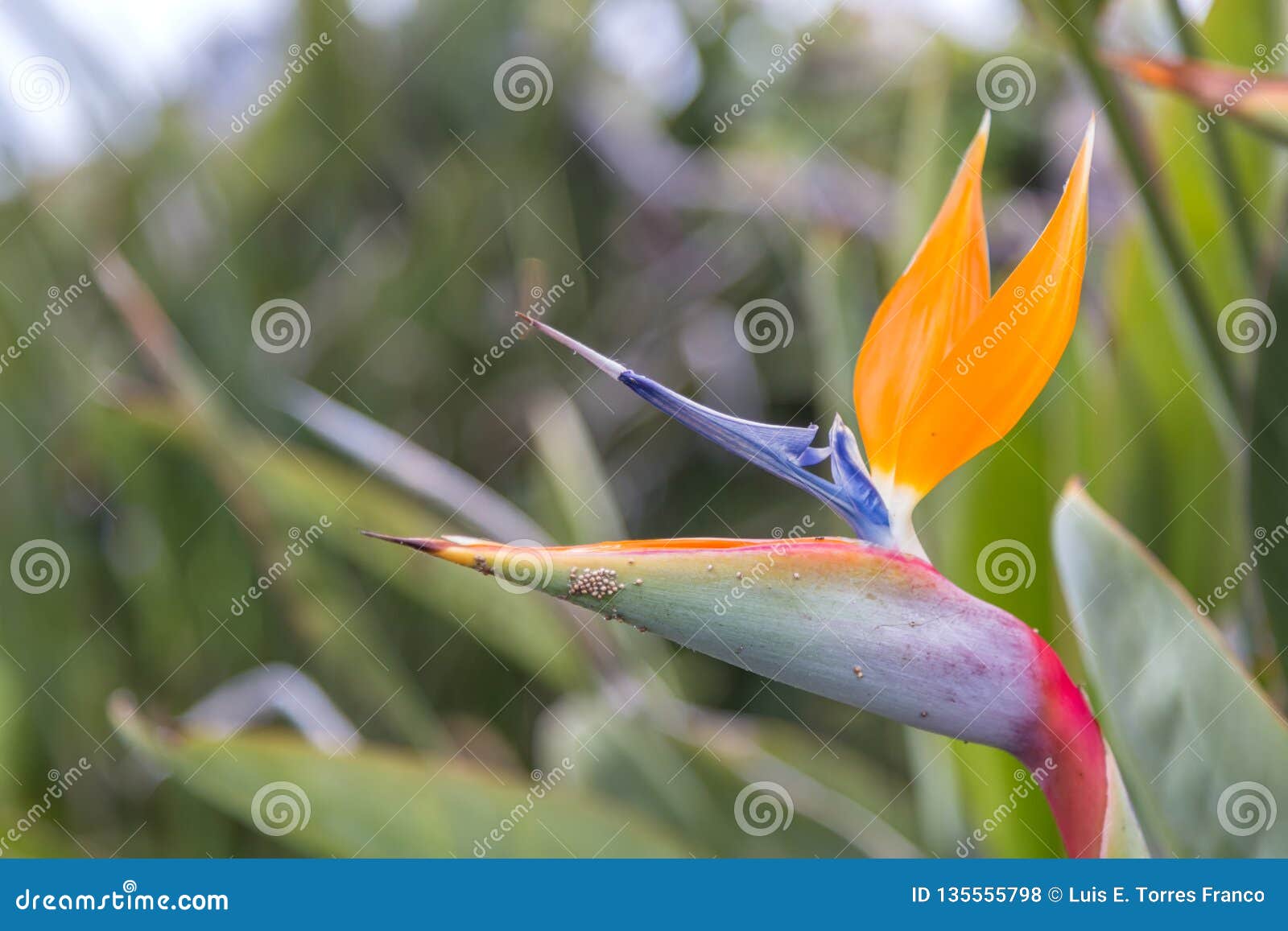 The Flora of California stock photo. Image of bloom - 135555798