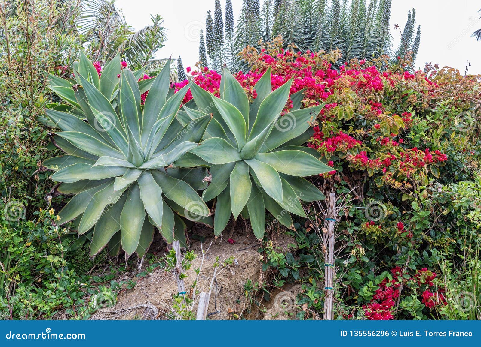 The Flora of California stock photo. Image of cacti - 135556296